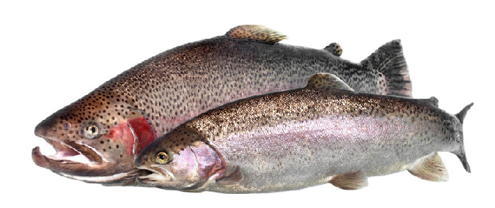 Regnbåge :: vbcn.se